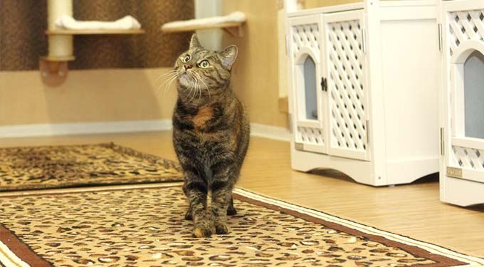 Katzenhotel für Katzen aller Rassen - Schnauzerl Hotel - die beste ...