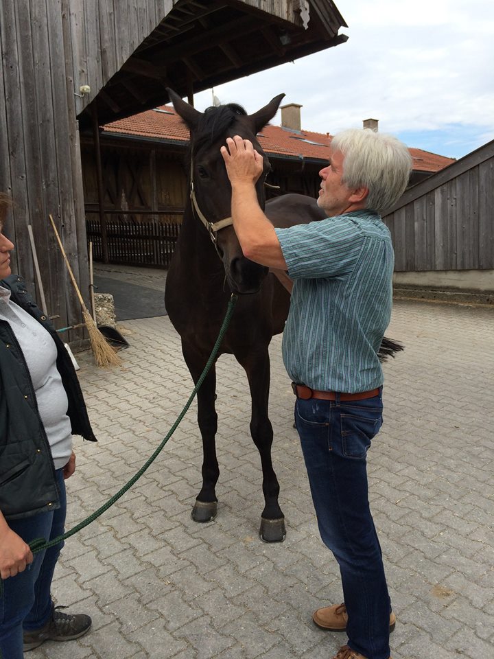 AOE Fortgeschrittenen-Kurs mit Dr. Christian Torp - tierphysio-vitals ...