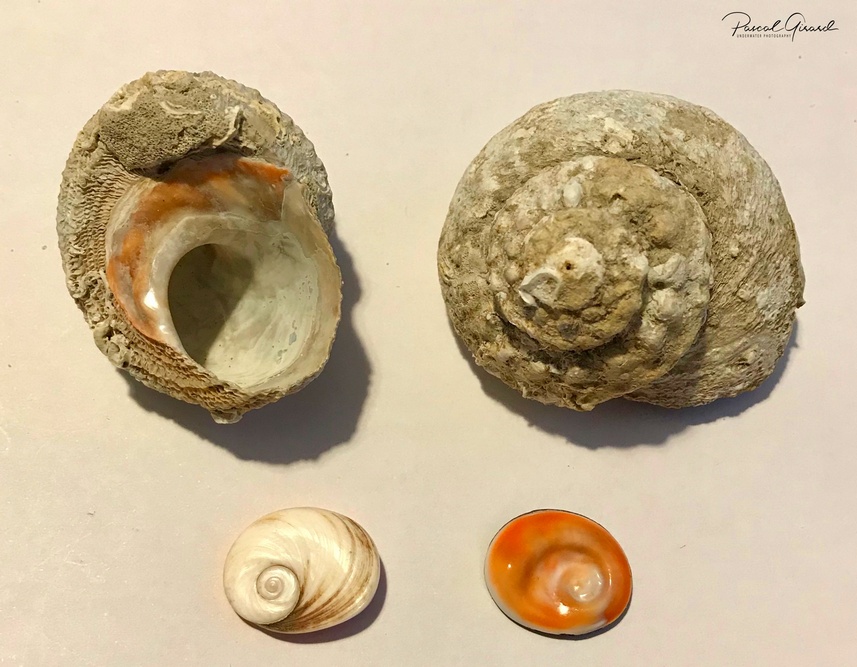 Escargots de Méditerranée - L'oeil du plongeur