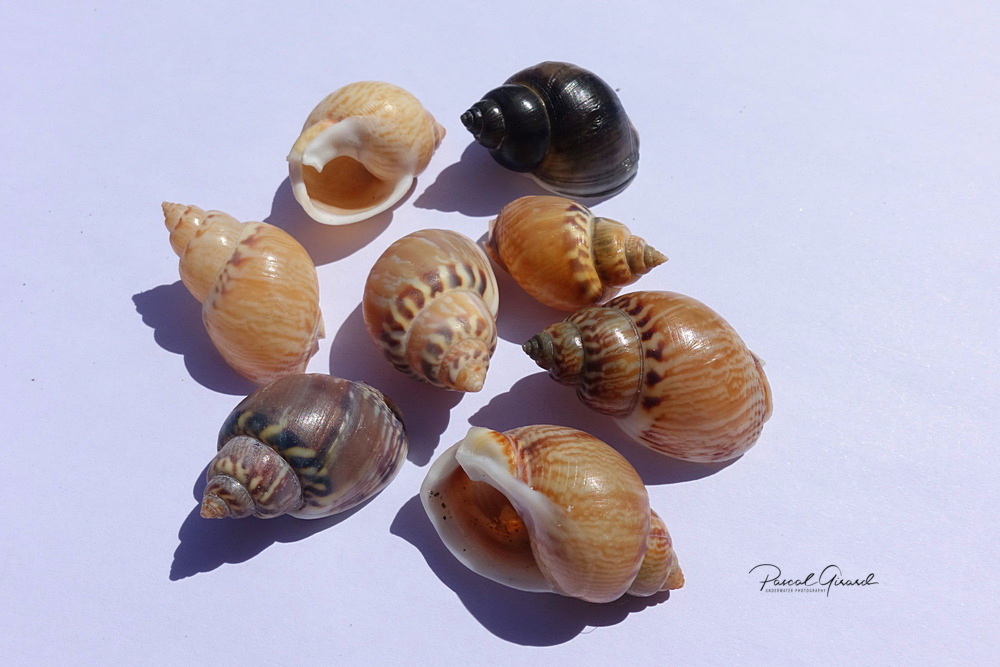 Escargots de Méditerranée - L'oeil du plongeur