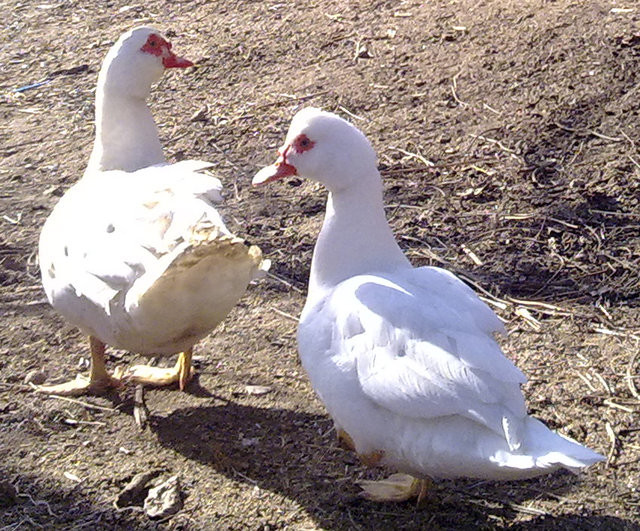 Patos Mudos - La Wevería