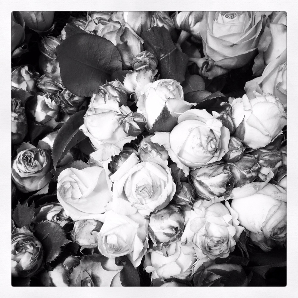 SANDRA - Sandra Bohnakers Website