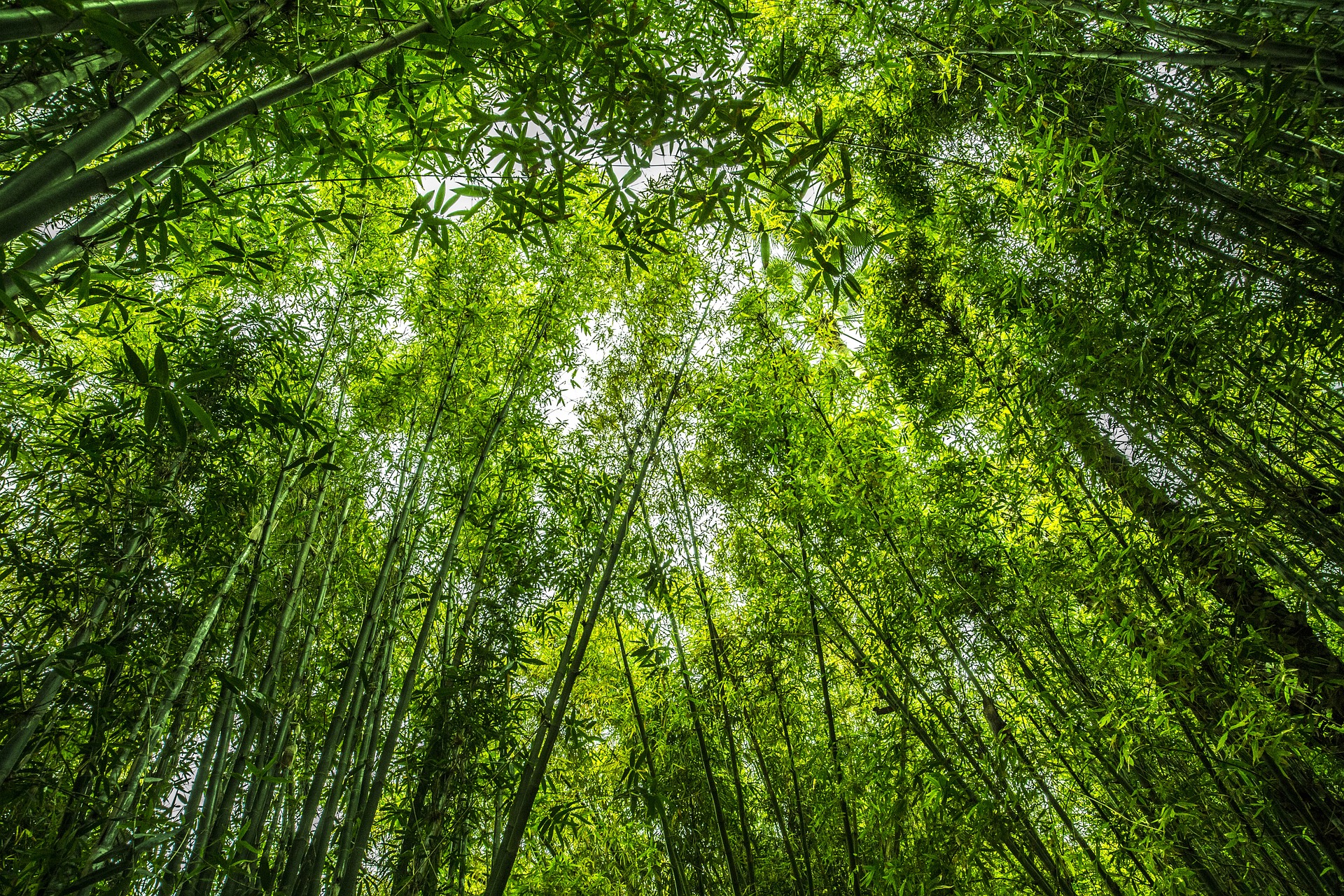 Bamboo around the world - Site de bambooworld4u