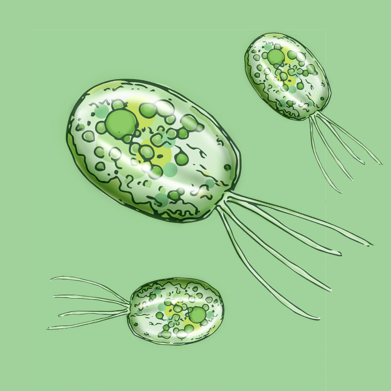 Grünalge: Tetraselmis suecica - Aquacopa