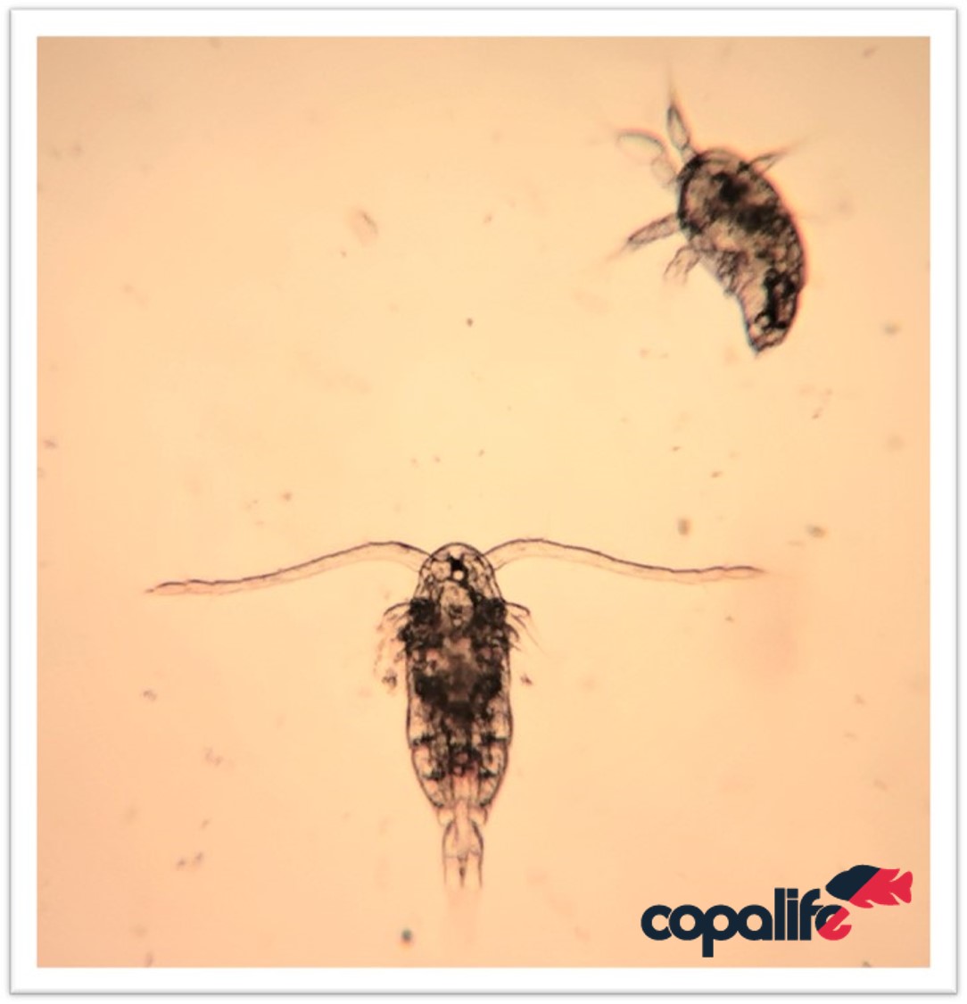 Hochqualitative marine Wasserflöhe kaufen - Aquacopa