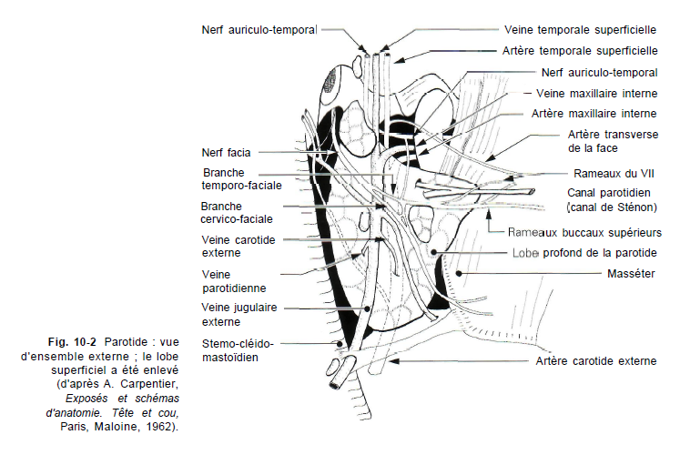 les glandes salivaires et salivation - Site de le-monde-d ...