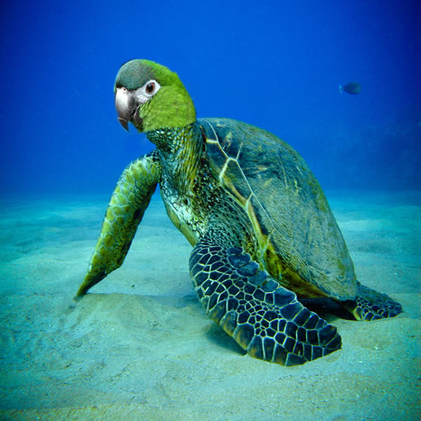 GA8 - Photos - Animal Combos (Term 3) - Miss Koppejan: CMS Computers