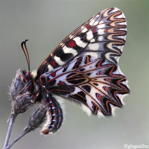 Papillons de Provence - Photographies de Gwenole Le Guellec d'insectes ...