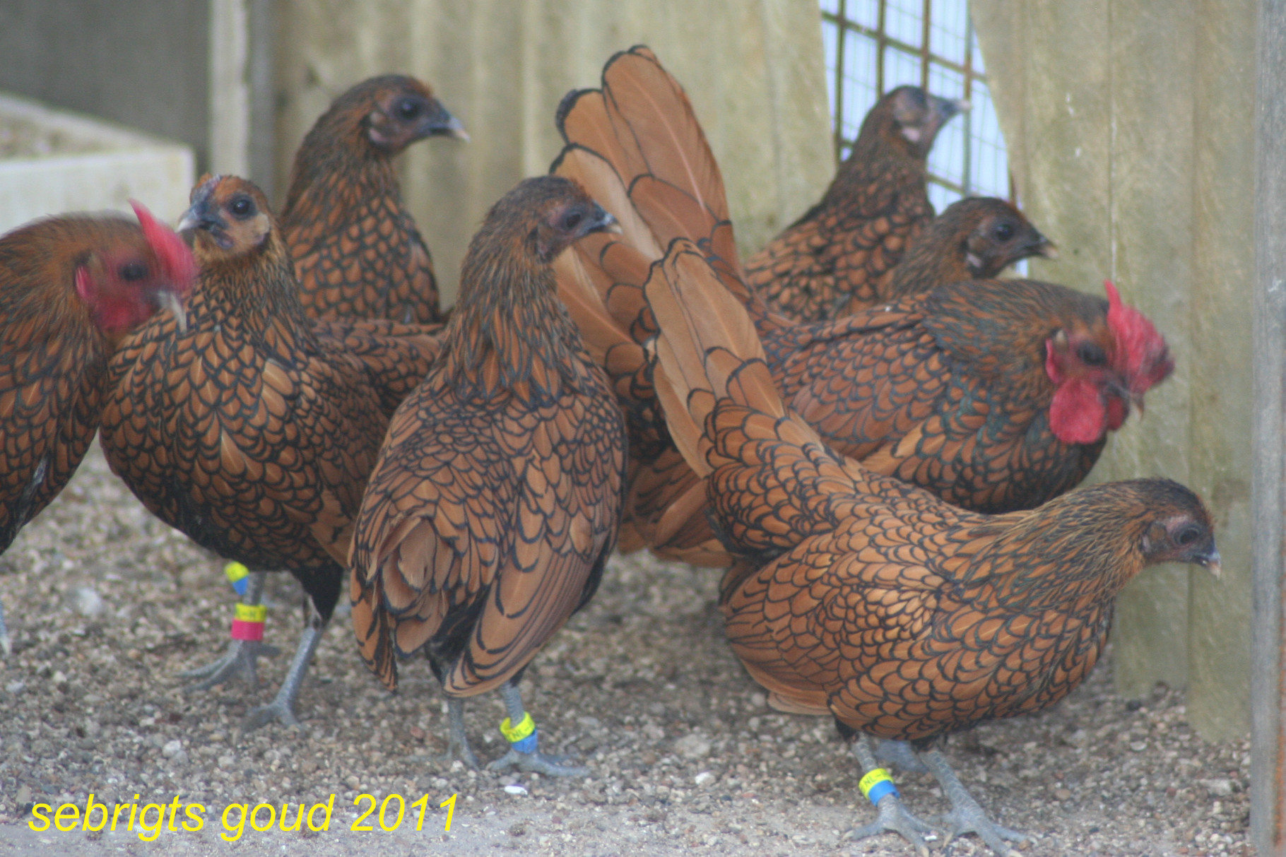 Sebrights - goud & zilver - De website van vandemaginaris!