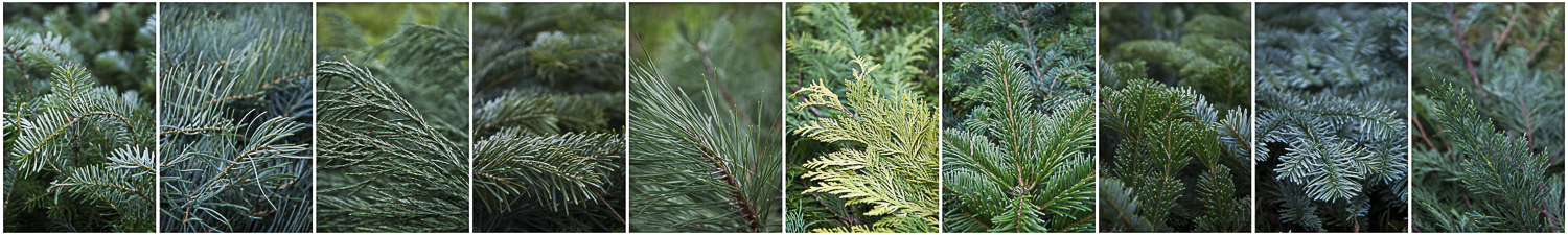 Reisig - Forsthof Eder - Christbäume, Reisig, Forstbetrieb