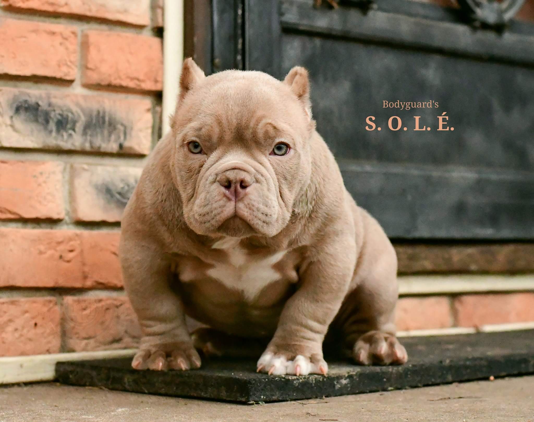 Bully Breeds - bullyperformance
