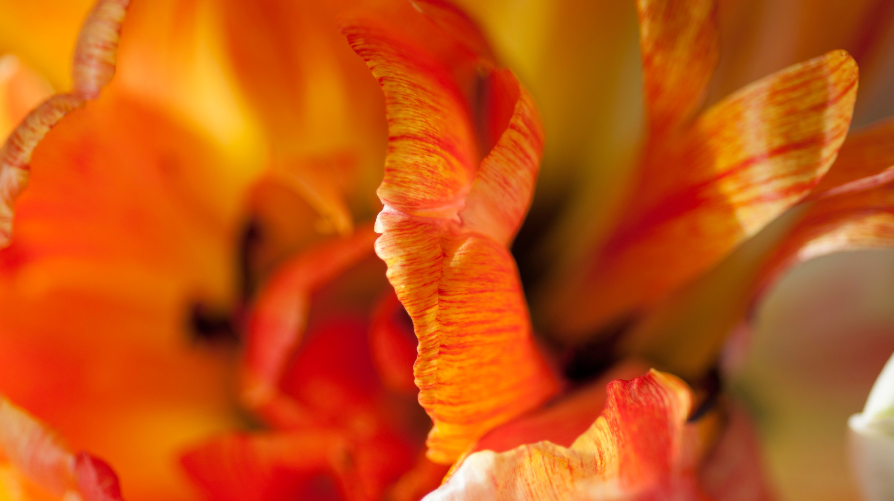 spring's abundance - Arelisa Pix photography