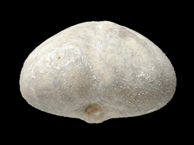 CRETÁCICO IRR- micraster - erizosfosiles jimdo page!