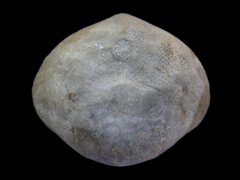 CRETÁCICO IRR- micraster - erizosfosiles jimdo page!