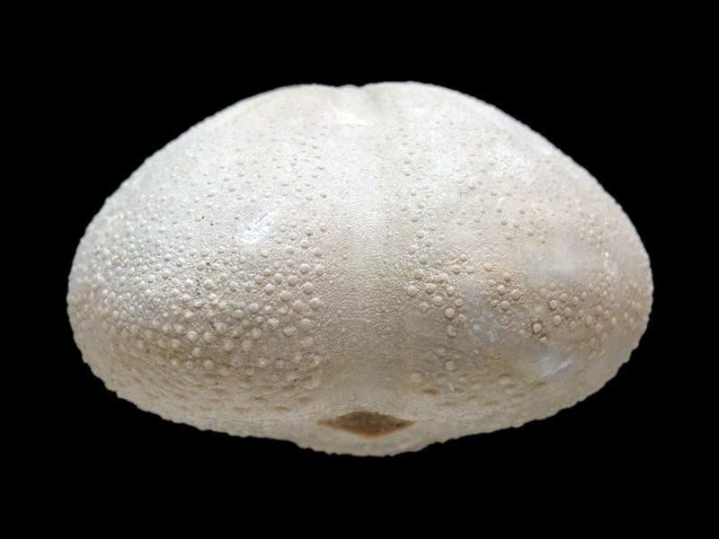 CRETÁCICO IRR- micraster - erizosfosiles jimdo page!