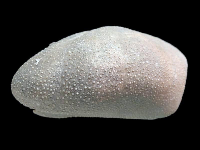 CRETÁCICO IRR- micraster - erizosfosiles jimdo page!