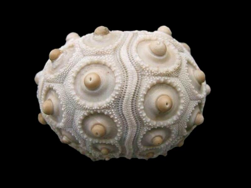 JURÁSICO R - cidaris - erizosfosiles jimdo page!