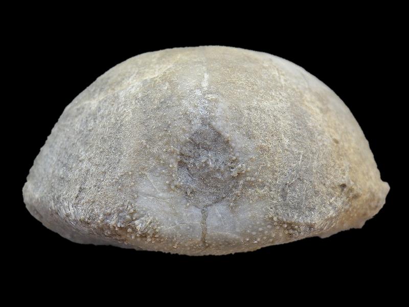 CRETÁCICO IRR holaster + - erizosfosiles jimdo page!