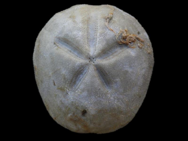 CRETÁCICO IRR- micraster - erizosfosiles jimdo page!