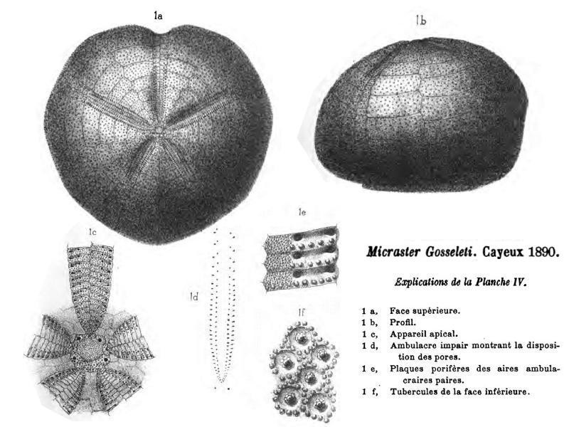 CRETÁCICO IRR- micraster - erizosfosiles jimdo page!