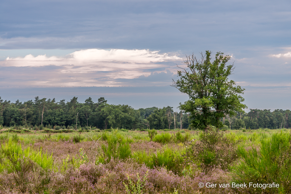 Mastbos - Galderse heide - Ger van Beek Fotografie