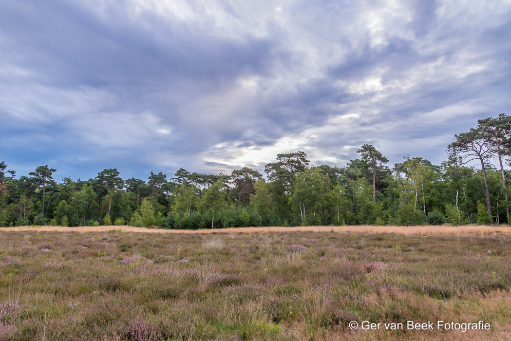 Strabrechtse heide - Ger van Beek Fotografie