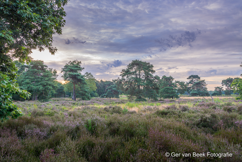 Mastbos - Galderse heide - Ger van Beek Fotografie