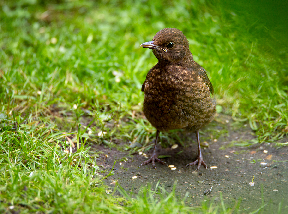 Drosseln - Voegel-Wildlife