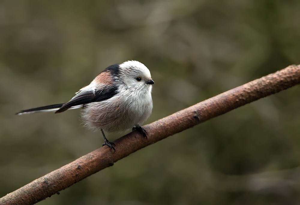 Sumpfmeisen - Voegel-Wildlife