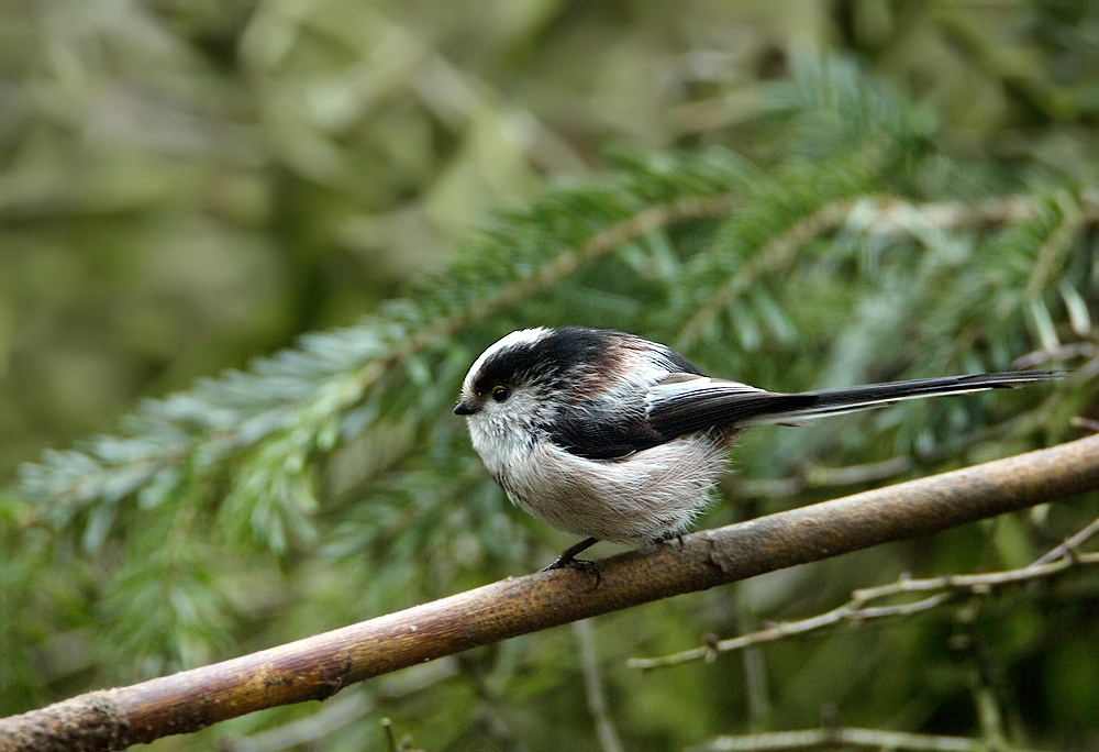 Sumpfmeisen - Voegel-Wildlife