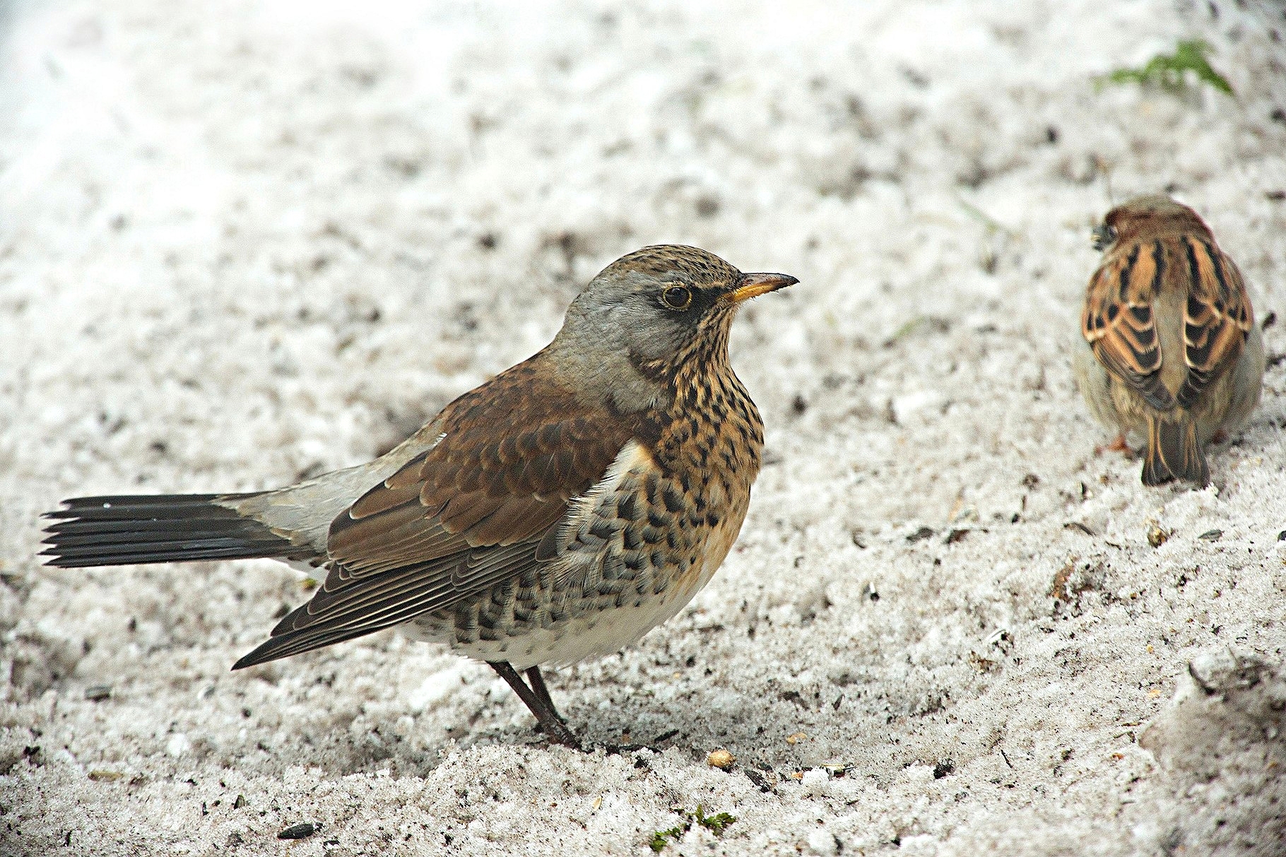 Drosseln - Voegel-Wildlife