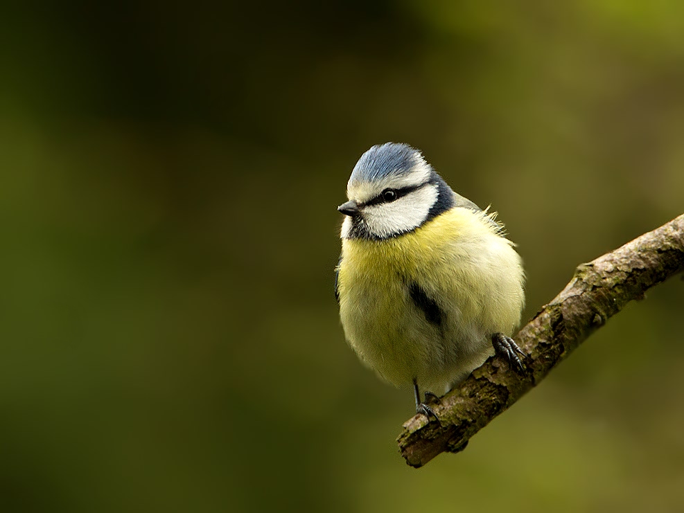 Sumpfmeisen - Voegel-Wildlife