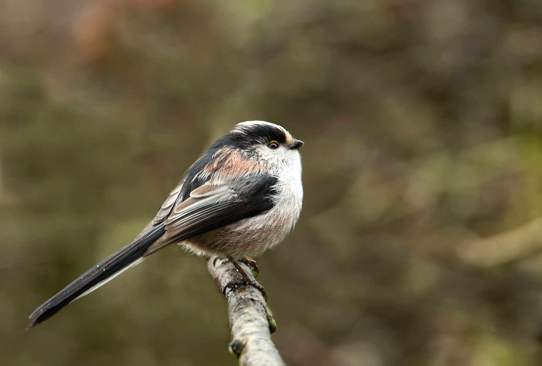 Sumpfmeisen - Voegel-Wildlife