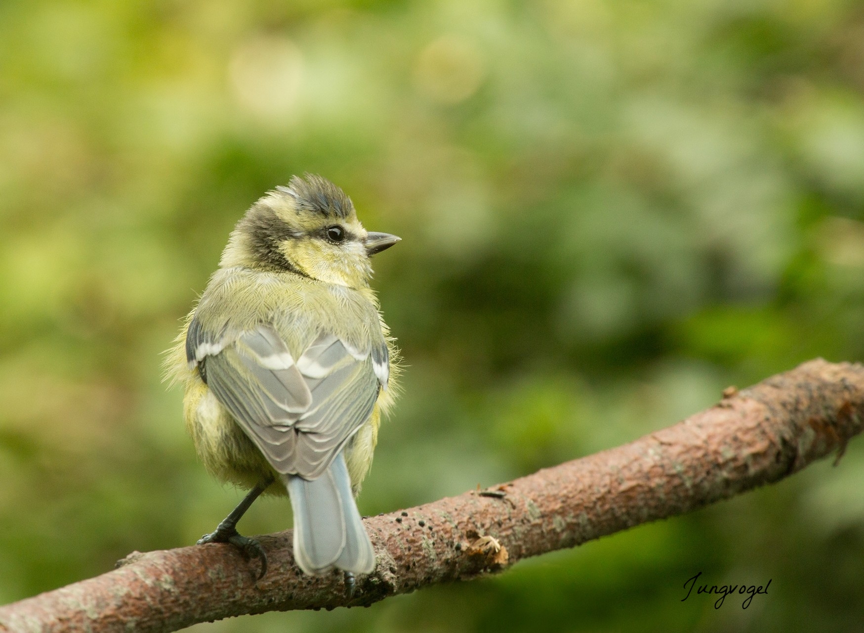 Sumpfmeisen - Voegel-Wildlife