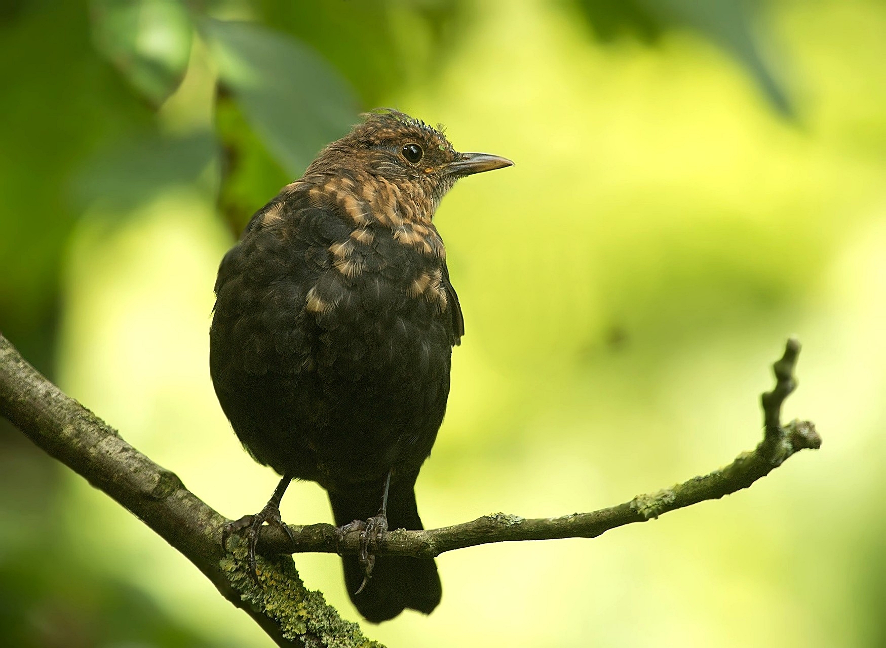 Drosseln - Voegel-Wildlife