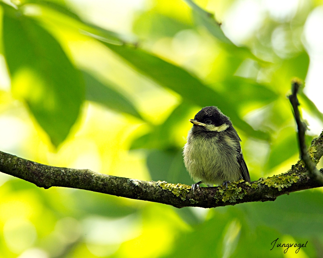 Sumpfmeisen - Voegel-Wildlife