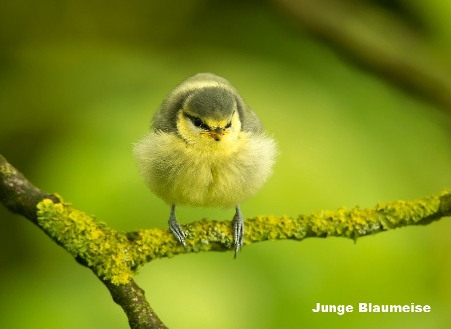 Sumpfmeisen - Voegel-Wildlife