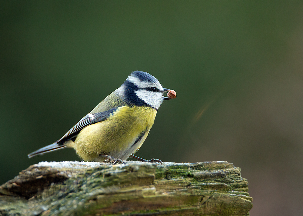 Sumpfmeisen - Voegel-Wildlife