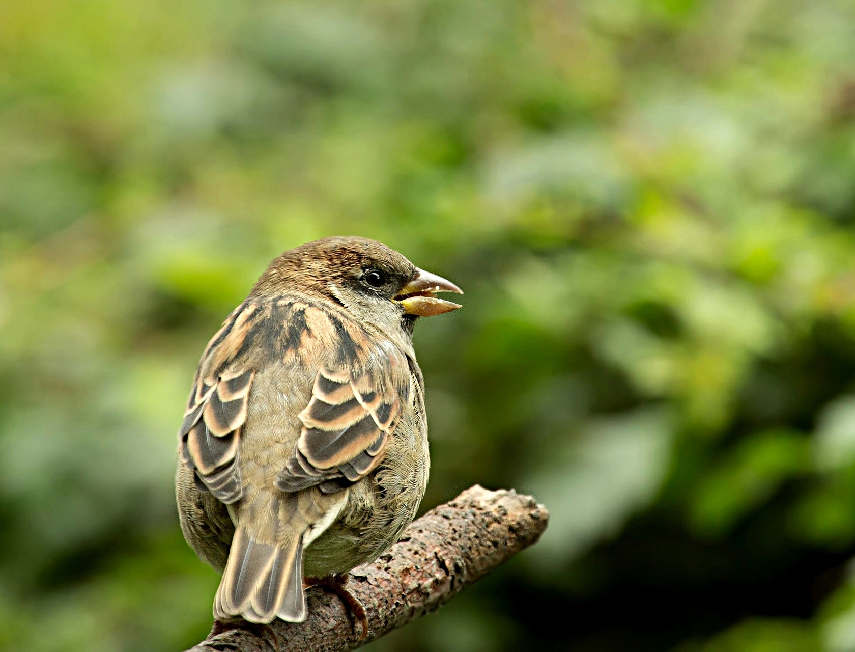 Finken und Sperlinge - Voegel-Wildlife