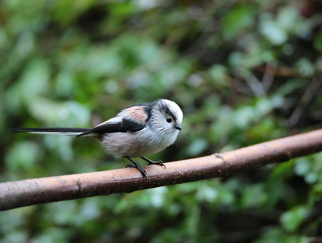 Sumpfmeisen - Voegel-Wildlife