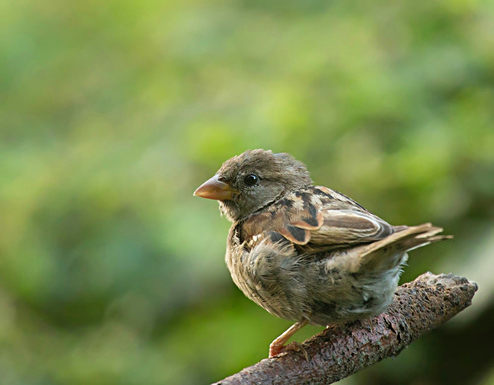 Finken und Sperlinge - Voegel-Wildlife