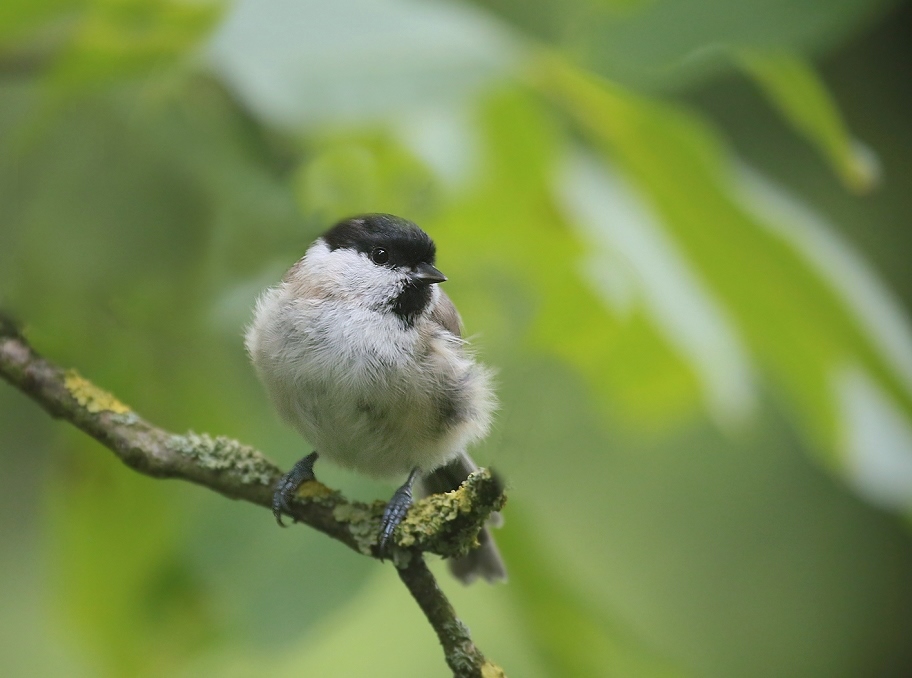 Sumpfmeisen - Voegel-Wildlife