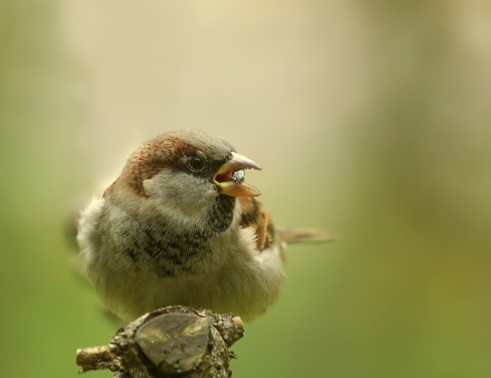Finken und Sperlinge - Voegel-Wildlife