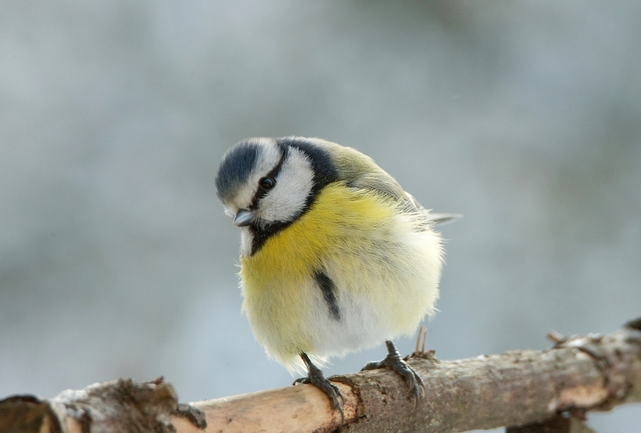 Sumpfmeisen - Voegel-Wildlife