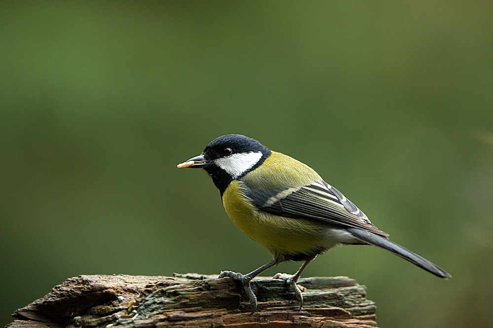 Sumpfmeisen - Voegel-Wildlife