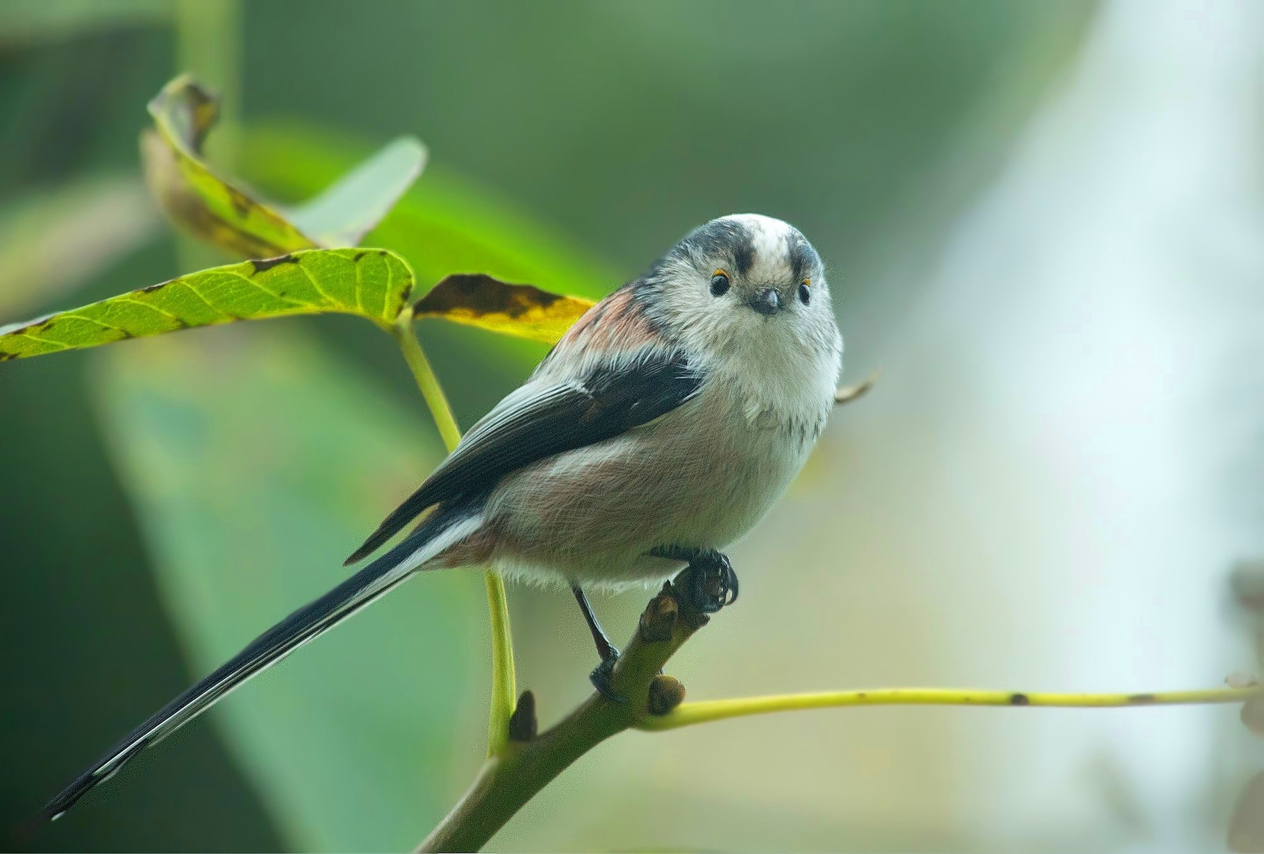 Sumpfmeisen - Voegel-Wildlife