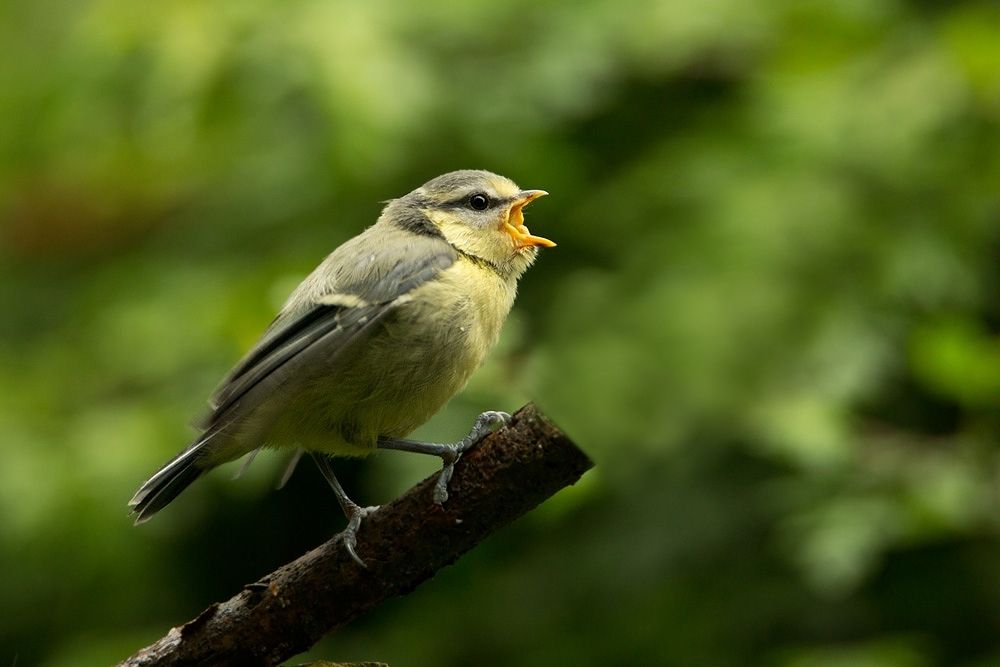Sumpfmeisen - Voegel-Wildlife