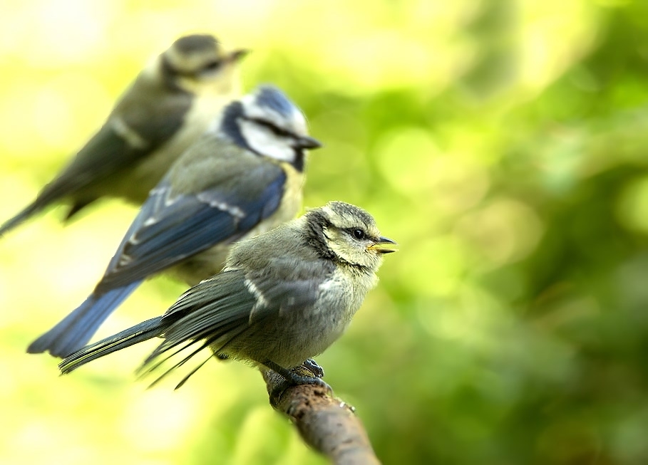 Sumpfmeisen - Voegel-Wildlife