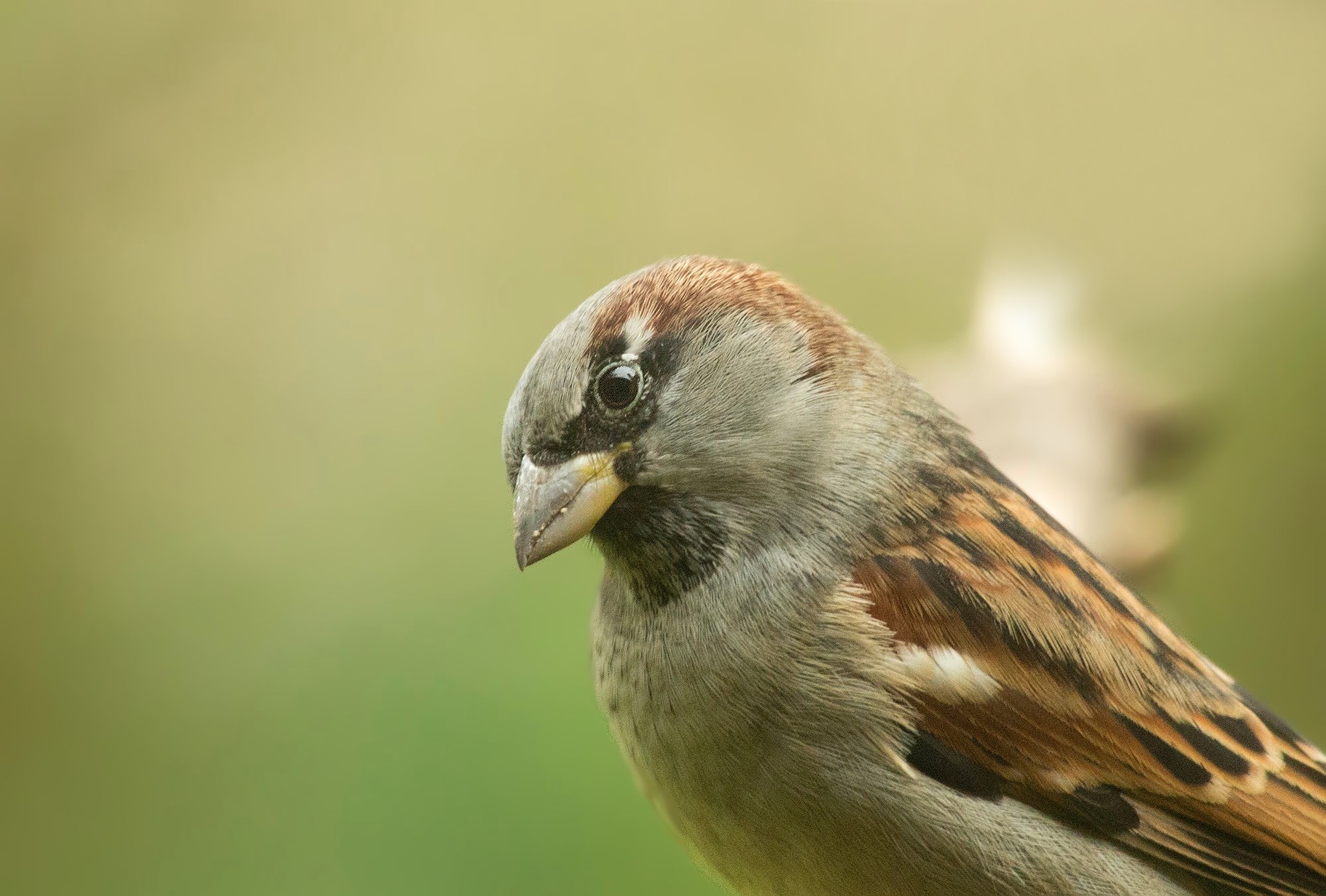 Finken und Sperlinge - Voegel-Wildlife