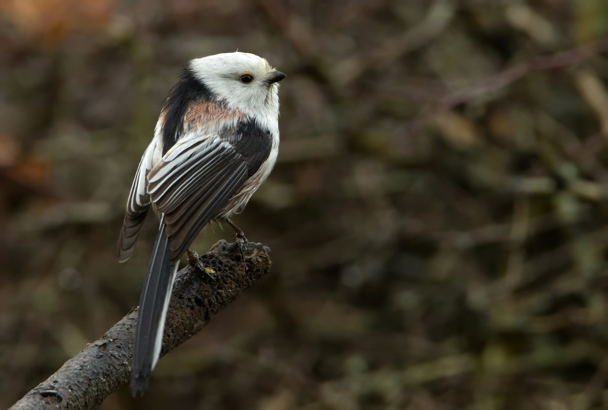 Sumpfmeisen - Voegel-Wildlife